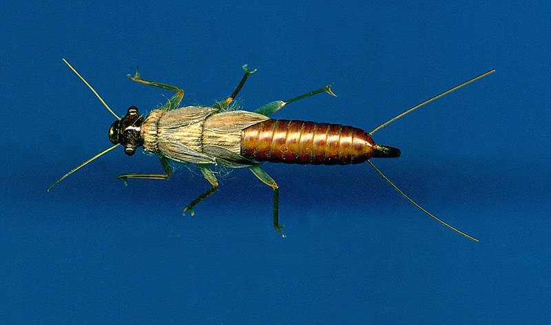 Other American Tyers